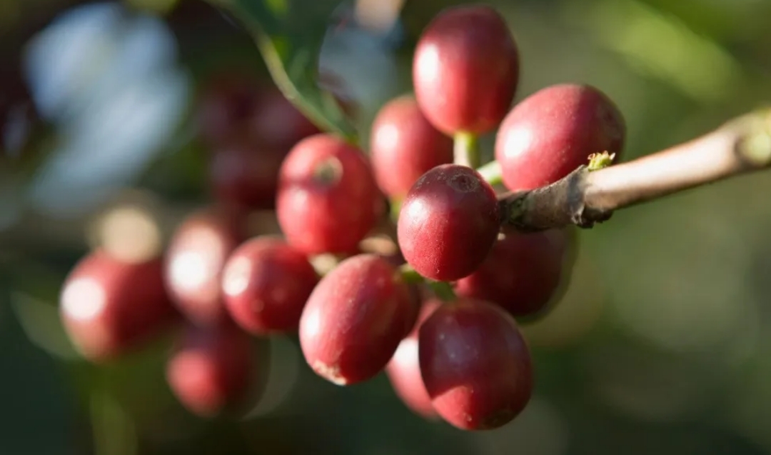 PERFECT BALANCE BLEND/ESPRESSO ROAST